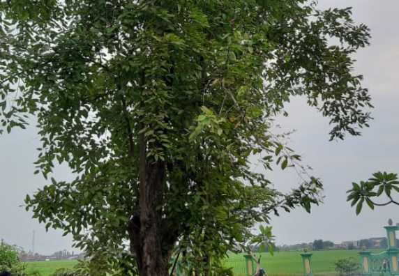 Sistem Informasi Tosari